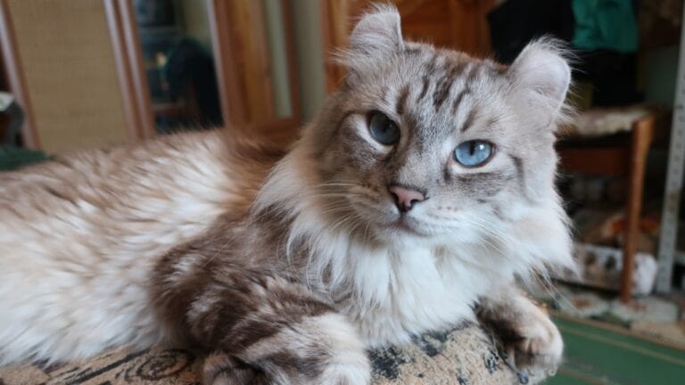 15 Miniature Cat Breeds that Prove Big Attitudes Come in Small Packages
