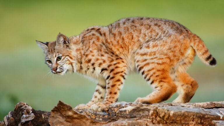 11 Adorable Cat Breeds with Bobbed & Stubby Tails