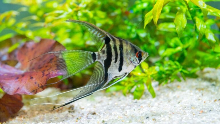 15 Coolest Aquarium Fish to Liven Up Your Tank