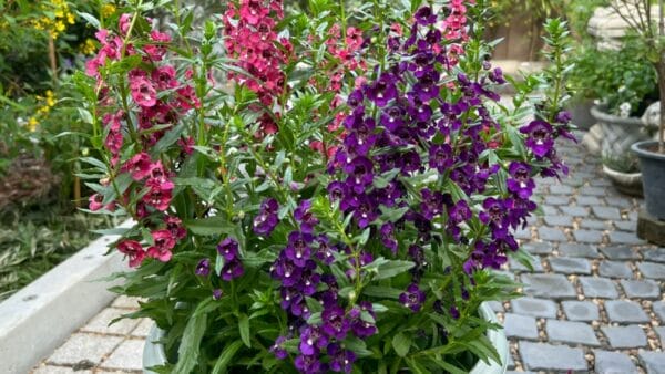 22 Fabulous Flowers to Grow in Container Gardens