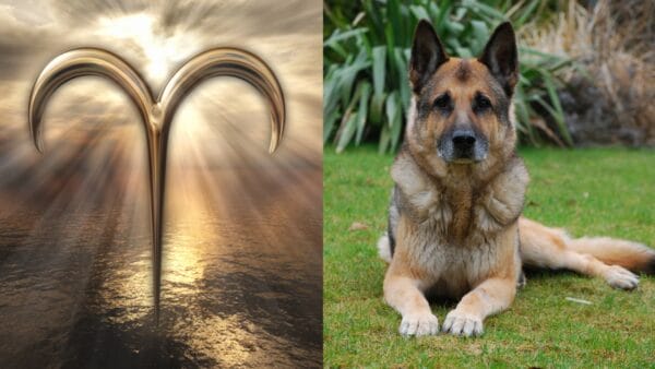 The Best Pets for Each Zodiac Sign: Your Perfect Companion