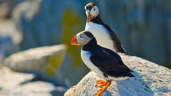 Throwing Baby Puffins Off Cliffs Might Actually Be Their Best Hope
