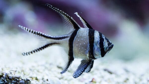 15 of the World's Prettiest Fish Species
