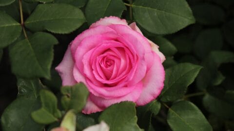 15 Enchanting Pink Rose Varieties to Elevate Your Garden