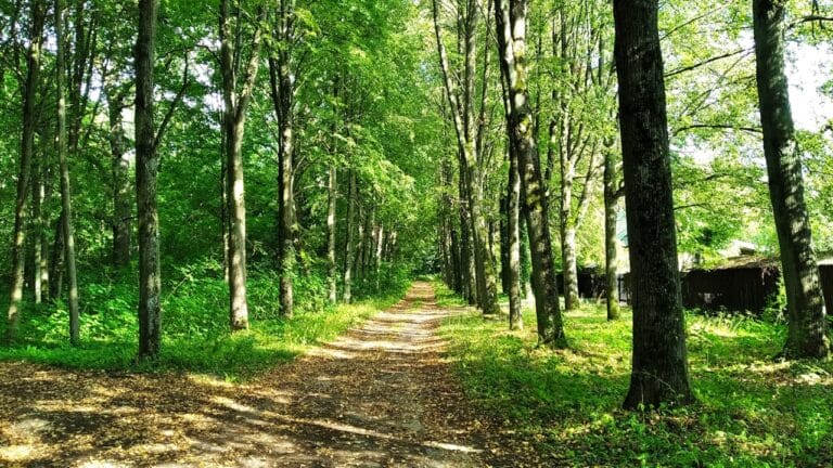 14 Ancient Forests That Were Here Long Before Homo sapiens
