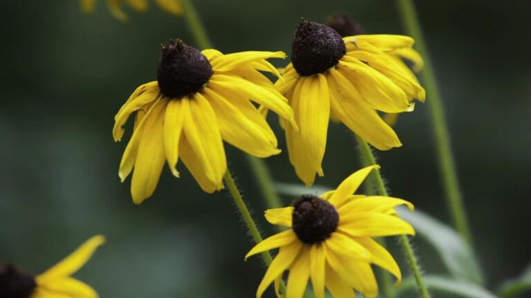Grow a Weed-Free Garden with These 15 Clumping Perennials