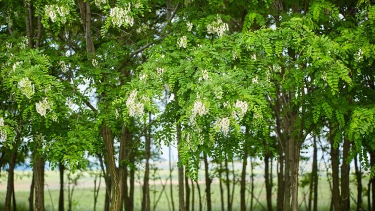 The World’s 14 Most Dangerous & Deadly Trees