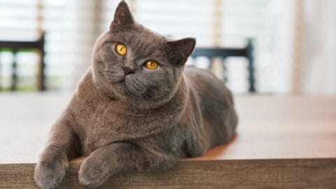 12 British Cat Breeds That Have Captured Hearts for Centuries