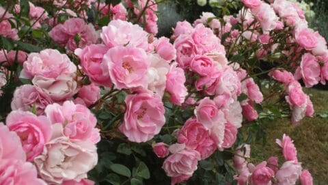 15 Enchanting Pink Rose Varieties to Elevate Your Garden