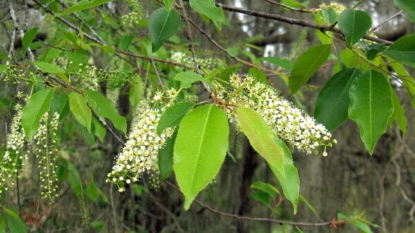 15 Evergreen Shrubs That Redefine Year-Round Curb Appeal