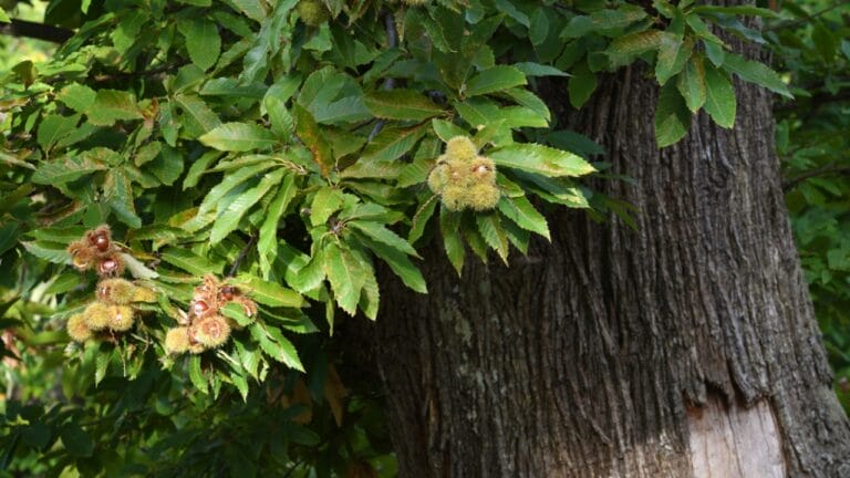 Scientists are Bringing Back the Mighty American Chestnut