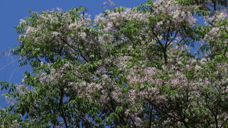 The World’s 14 Most Dangerous & Deadly Trees
