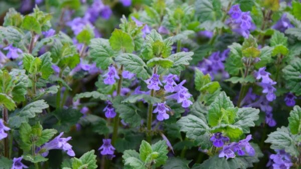 10 Ways You’re Unknowingly Helping Creeping Charlie Invade Your Lawn