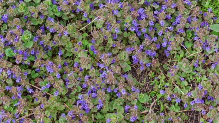 10 Ways You’re Unknowingly Helping Creeping Charlie Invade Your Lawn