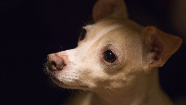 Meet 20 Adorable Dog Breeds with Pointy Ears & Unique Personalities