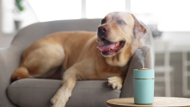15 Stress-Relieving Tricks to Help Your Dog Stay Relaxed