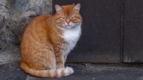 11 Adorable Cat Breeds with Bobbed & Stubby Tails