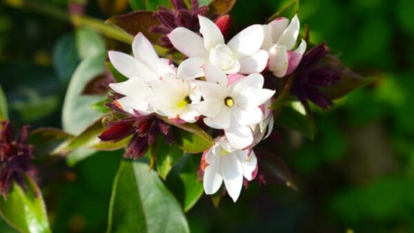 15 Cold-Resistant Winter Flowers for a Beautiful Garden Year-Round
