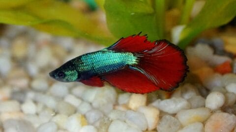 15 Beautiful Guppy Varieties to Brighten Your Aquarium