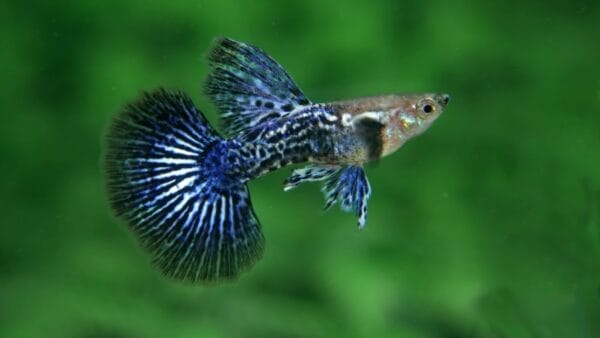 15 Beautiful Guppy Varieties to Brighten Your Aquarium