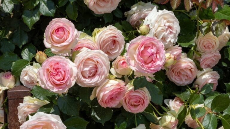 15 Enchanting Pink Rose Varieties to Elevate Your Garden