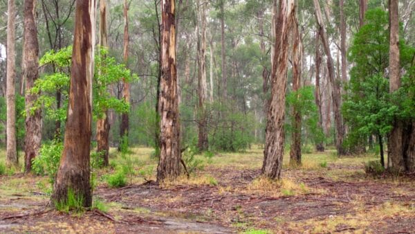 14 Ancient Forests That Were Here Long Before Homo sapiens