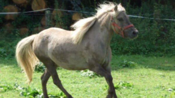 17 Breeds Dominating the Global Equestrian Scene That Makes Germany Proud