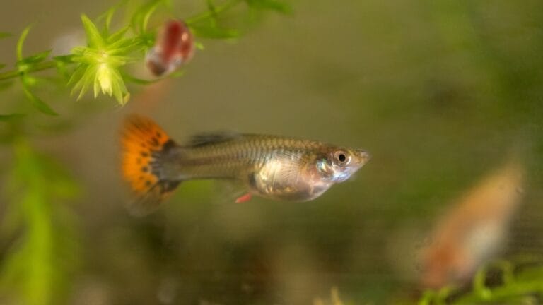 15 Beautiful Guppy Varieties to Brighten Your Aquarium