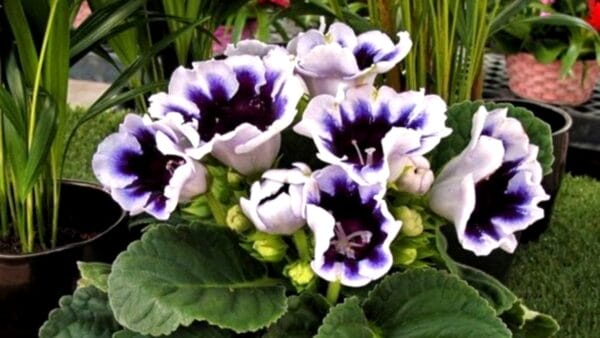 How to Grow Beautiful Gloxinia Flowers Indoors to Brighten Up Your Home