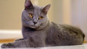 10 Irresistible Blue Cat Breeds You’ll Want in Your Home