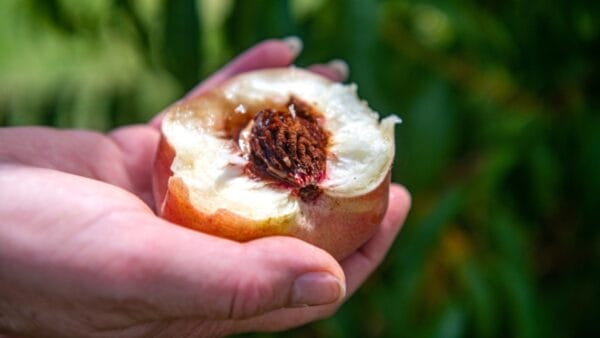 How to Turn a Peach Pit into a Thriving, Fruit-Bearing Tree