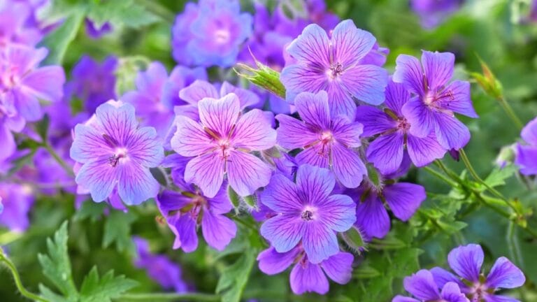 15 Plants That Keep Weeds Out & Pollinators In