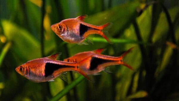 15 Coolest Aquarium Fish to Liven Up Your Tank