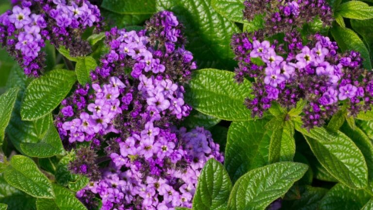 15 Fragrant Blooms That Will Transform Your Garden’s Scent