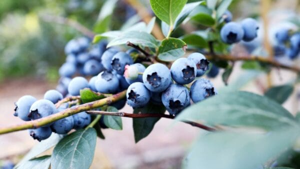 14 Native Berries to Grow for Flavor, Health & Easy Gardening