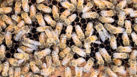 Bee-Ready: 15 Tips Every New Beekeeper Should Know