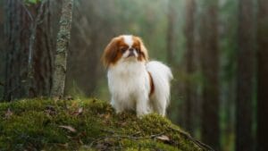 10 Heartwarming Dog Breeds from Japan You Didn’t Know You Needed in ...