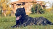 10 Reasons the Kangal Dog is Considered the Ultimate Protector