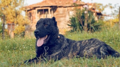 10 Reasons the Kangal Dog is Considered the Ultimate Protector