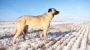 10 Reasons the Kangal Dog is Considered the Ultimate Protector