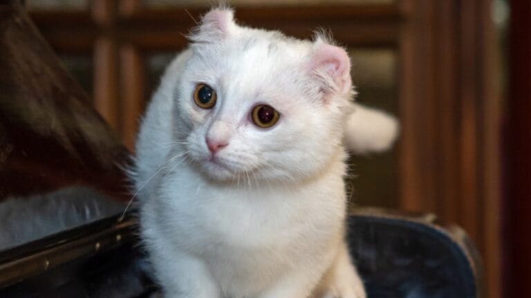 15 Miniature Cat Breeds that Prove Big Attitudes Come in Small Packages