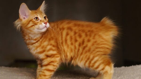 11 Adorable Cat Breeds with Bobbed & Stubby Tails