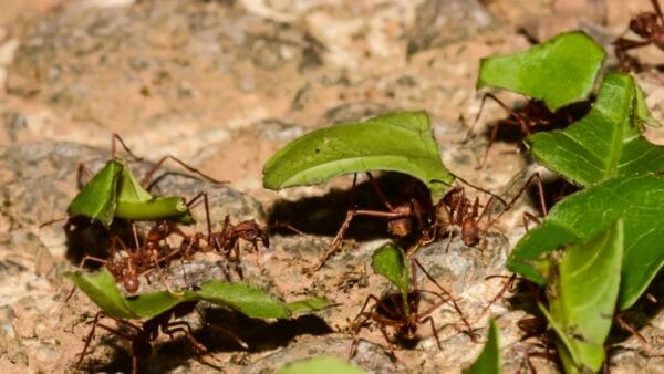 The 15 Weirdest Animals Living in the Rainforest