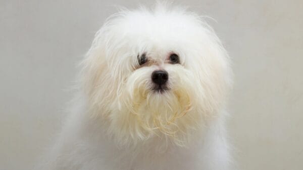 8 Rare Maltese Colors & Patterns You’ve Probably Never Heard Of