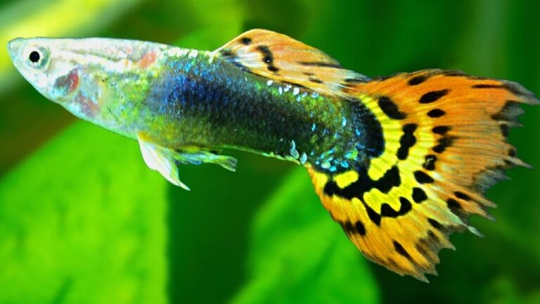 15 Beautiful Guppy Varieties to Brighten Your Aquarium