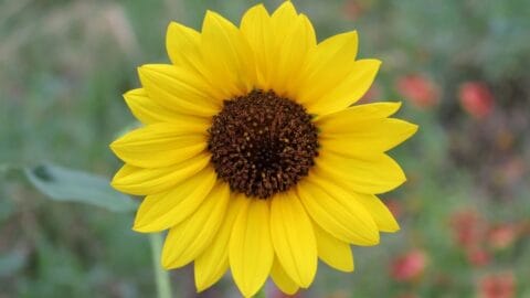 10 Sunflower Varieties Perfect for Attracting Birds to Your Garden