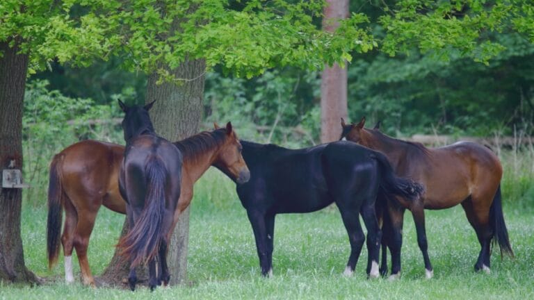 17 Breeds Dominating the Global Equestrian Scene That Makes Germany Proud