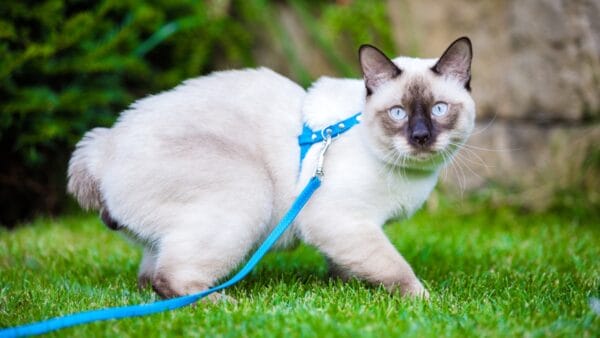 11 Adorable Cat Breeds with Bobbed & Stubby Tails