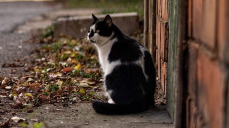 15 of the World's Rarest & Most Exotic Cat Breeds