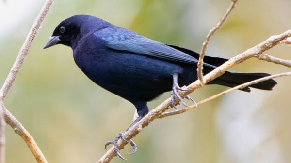 15 Black Bird Species That Prove Beauty Isn’t Limited to Color